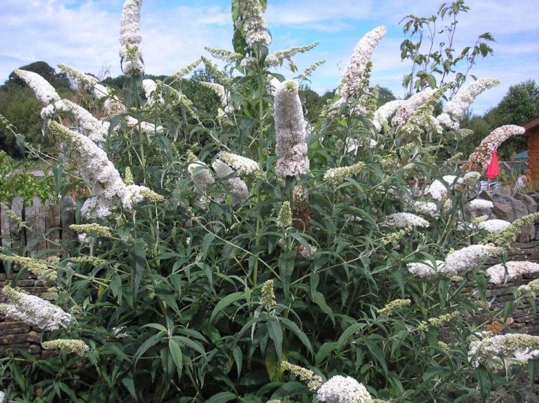 Buddley David Royal Red (Dav Royal Red): beschrijving, foto's ...