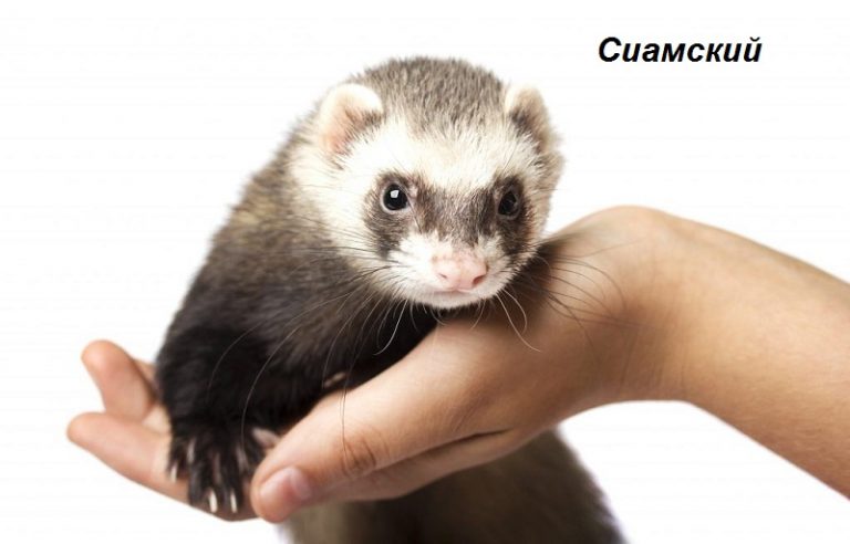 Hoe een fret eruit ziet: foto's, soorten, rassen, interessante feiten