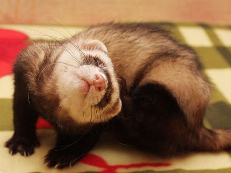 Hurón blanco (albino): cuidado, fotos, descripción de la raza.