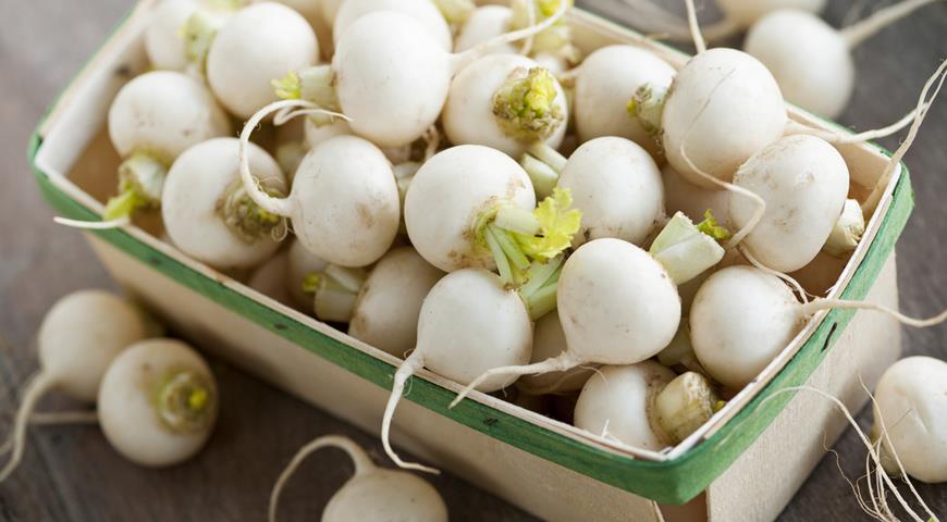 Nabos (nabo forrajero): cómo se ve, variedades, cultivo y cuidado, foto.