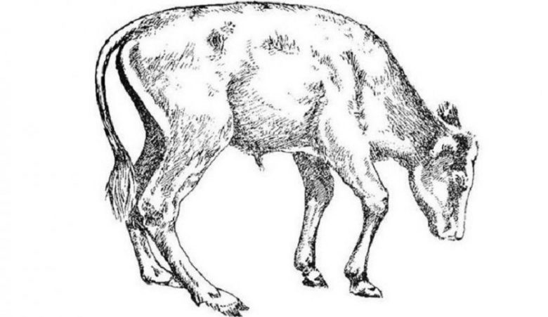 Rickets in young animals: causes, symptoms, treatment, prognosis and ...